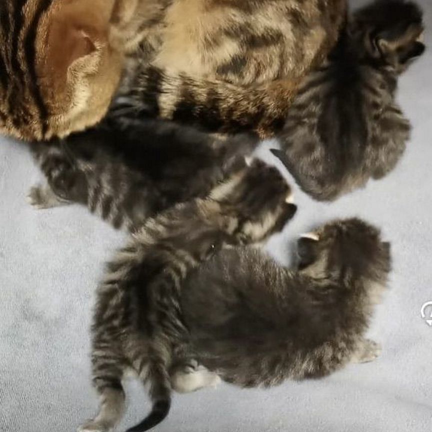 Котята шатланцы