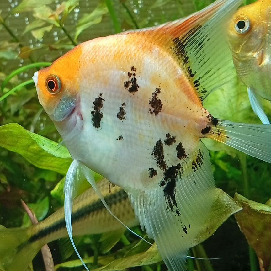 Скалярия красный дьявол