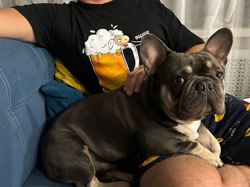 Французский бульдог