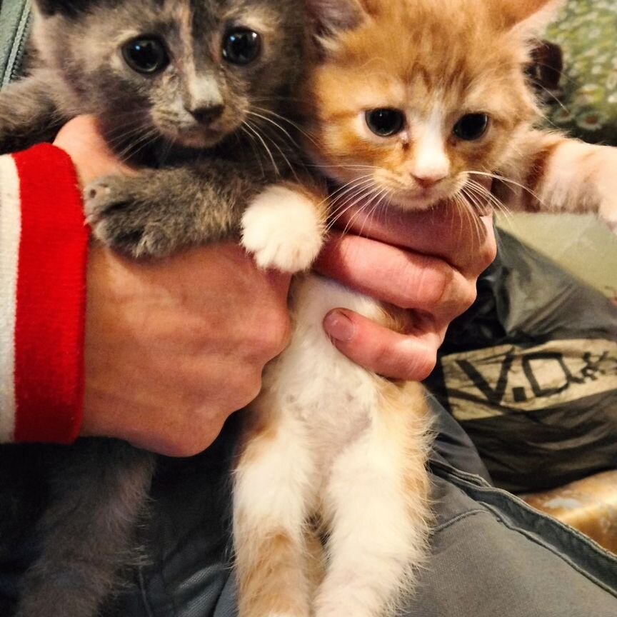 Отдам в добрые руки котят