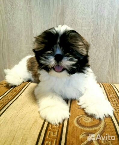 Щенки ши-тцу
