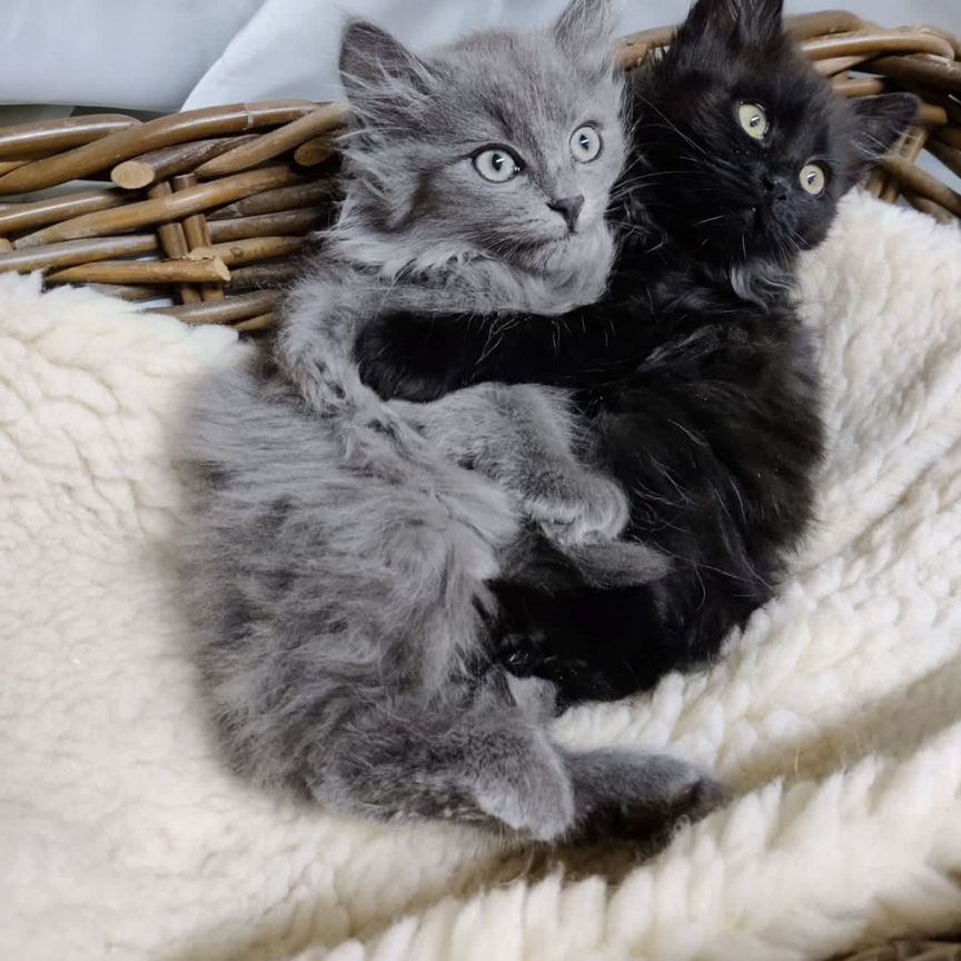 Котятки девочки 1,5 месяца
