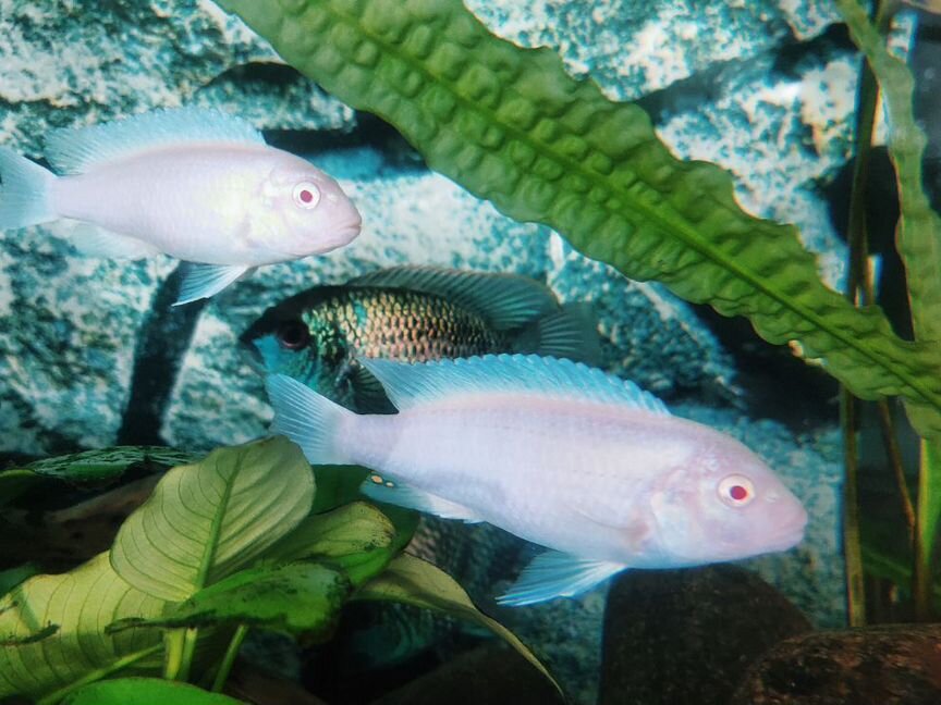 Цихлида Снежный принц