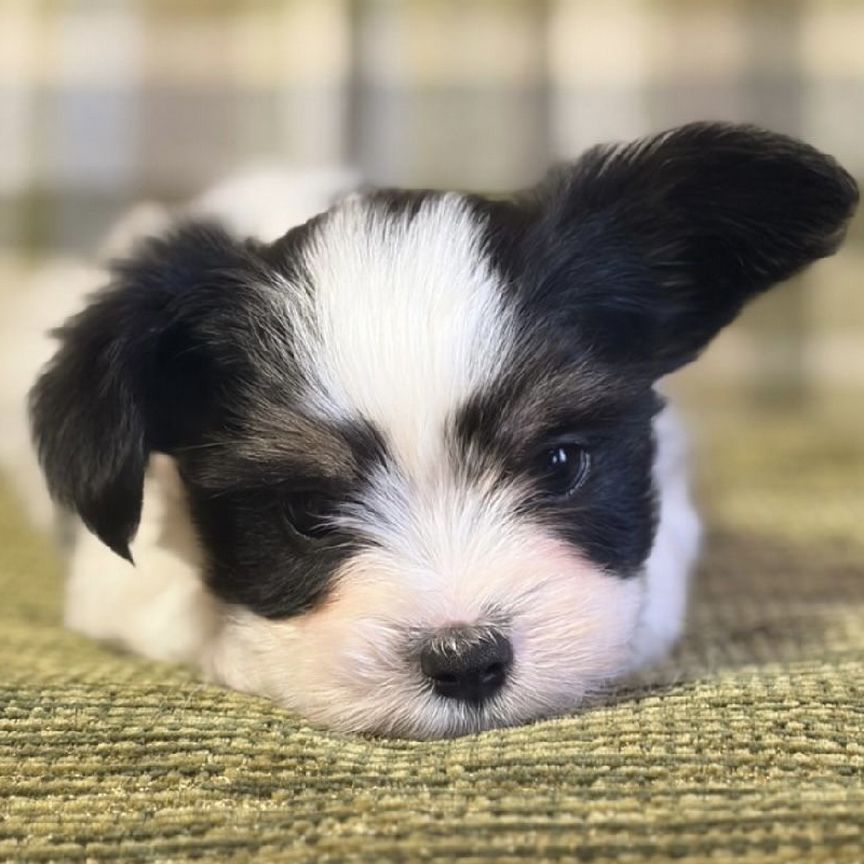 Йоркширский терьер, щенок