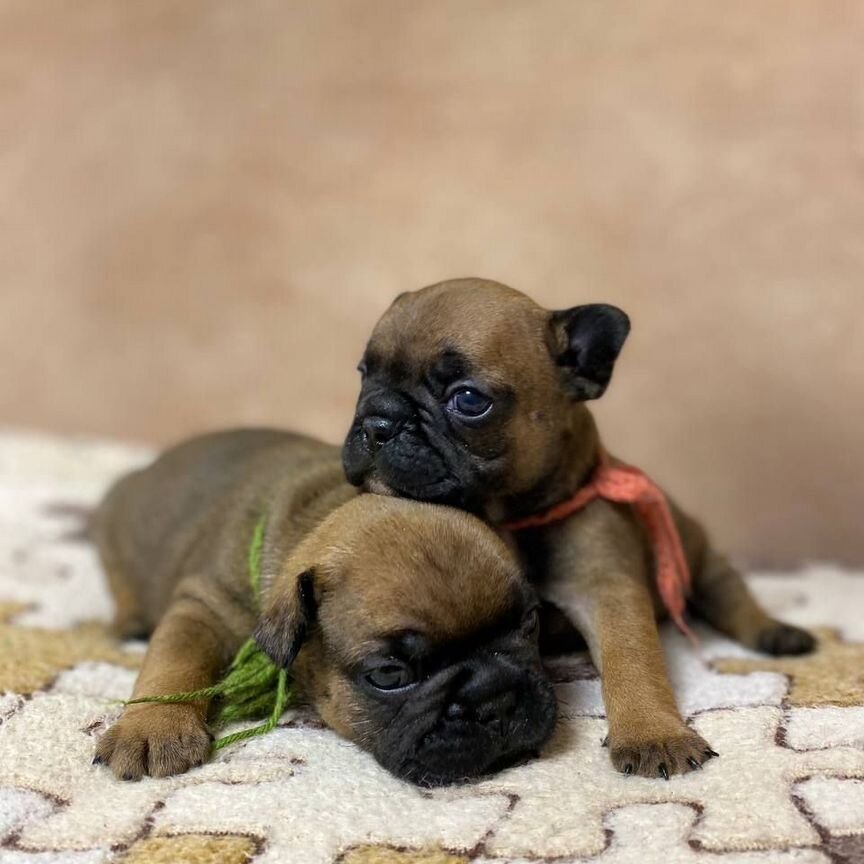 Французский бульдог щенки РКФ