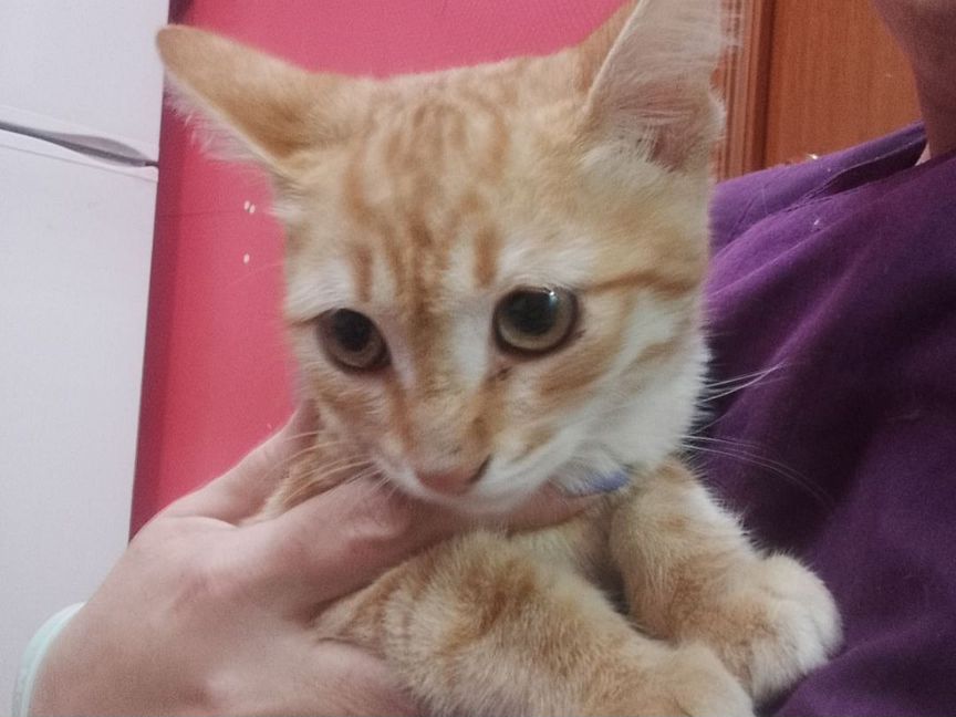 Кошка