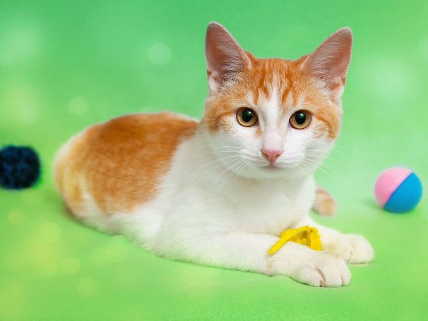 Котенок Рыжик хочет домой