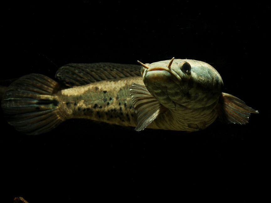 Африканский змееголов Обскура (Parachanna Obscura