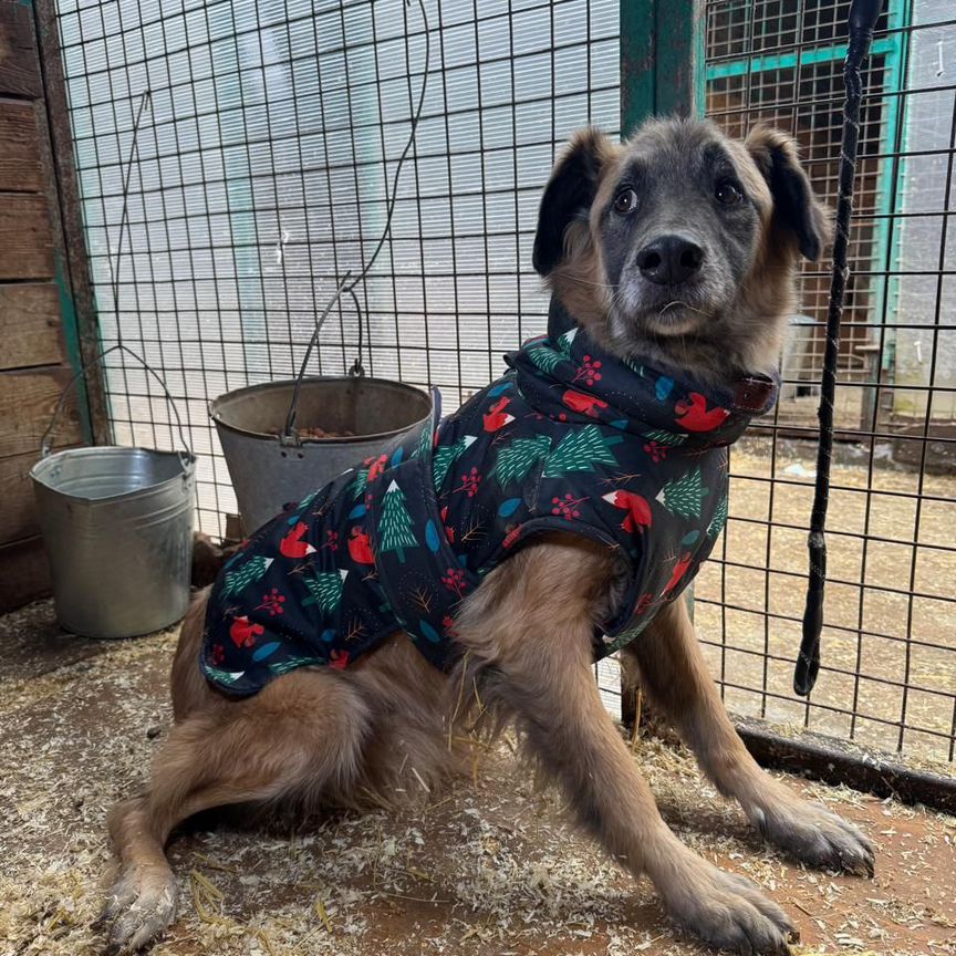 Собака в добрые руки бесплатно