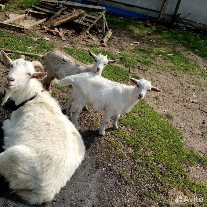 Козлята 70 камерунцы мать зааненская