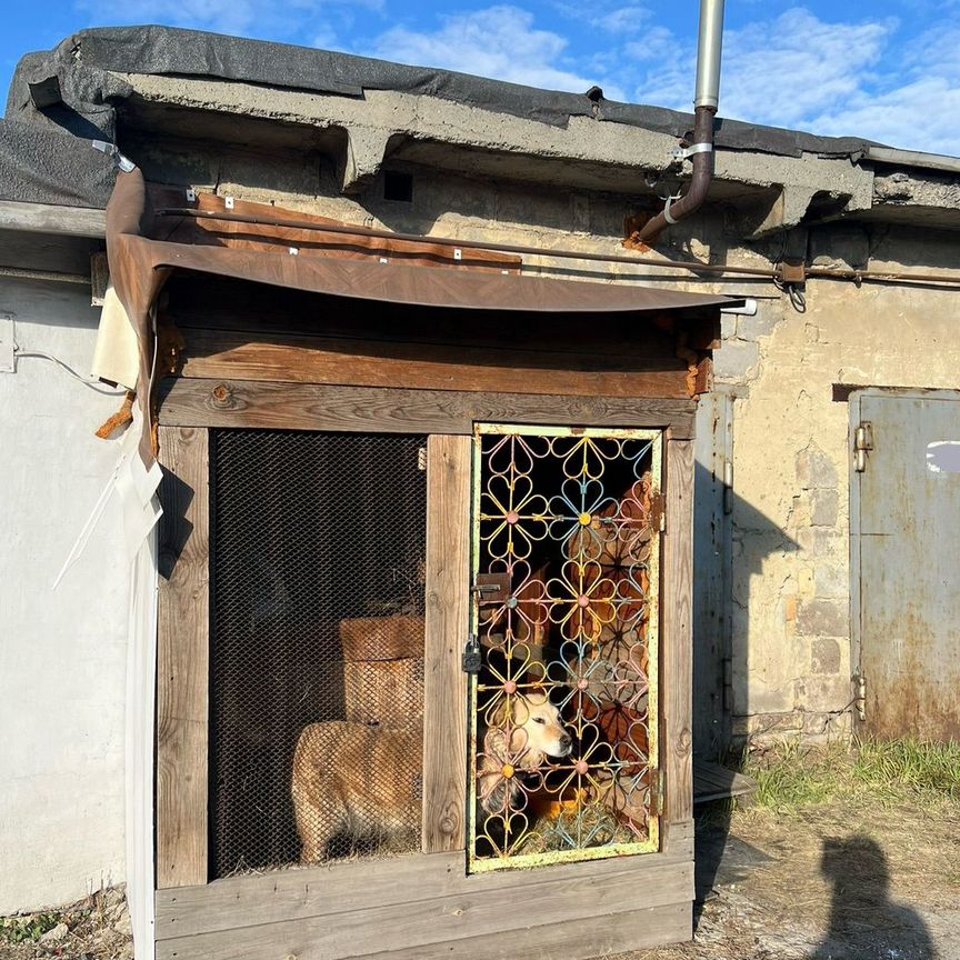 Взрослый пёс в добрые руки