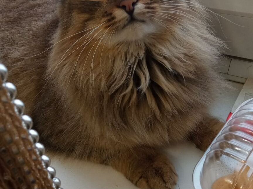 Сибирский котик