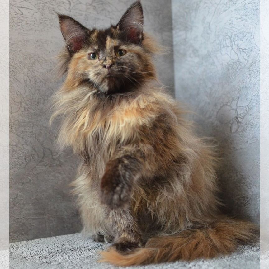 Мейн-кун котёнок