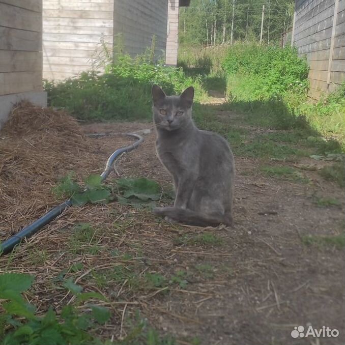 Девочка подросток ищет дом