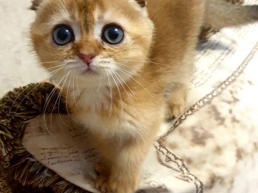 Шотландский вислоухий мальчик Генри