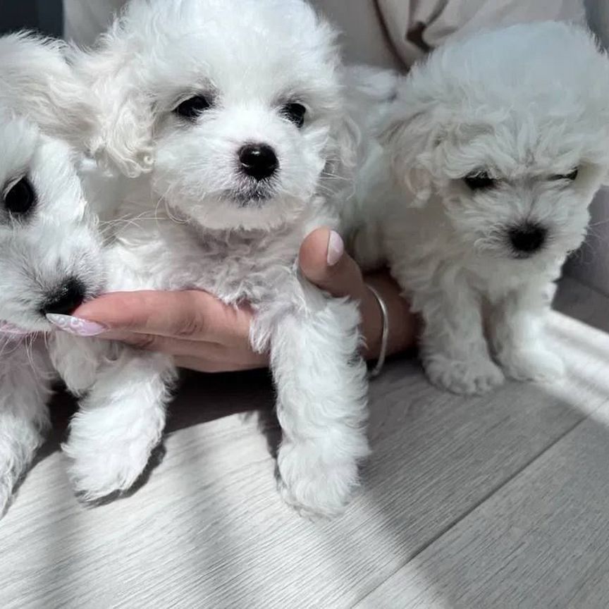 Щенки Бишон Фризе