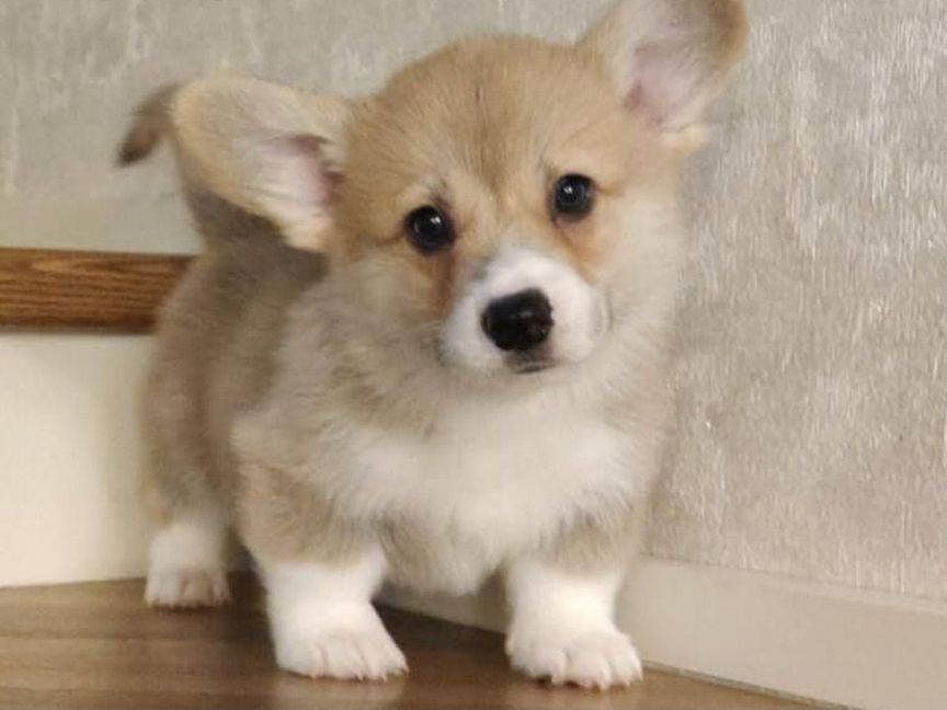 Вельш-корги пемброк