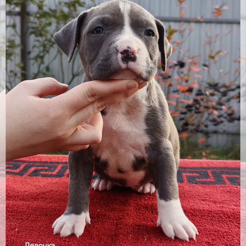 Американский стаффордширский терьер, щенок