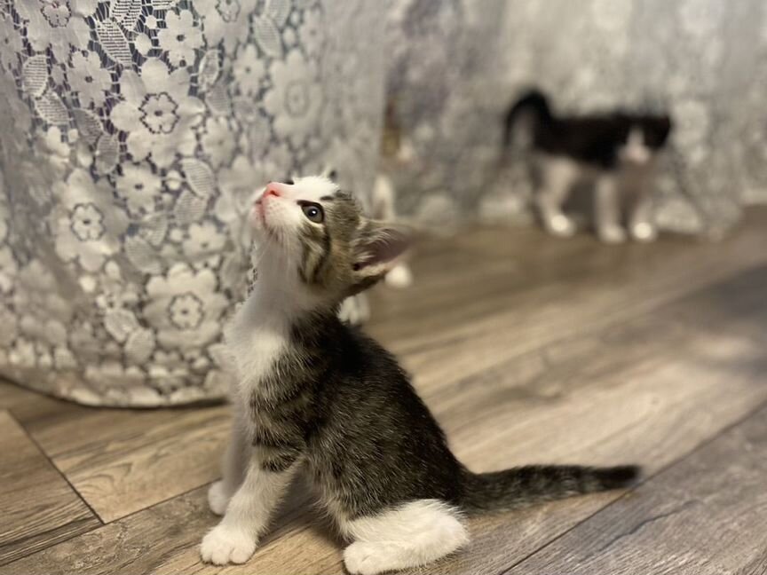 Котята в добрые руки мальчики