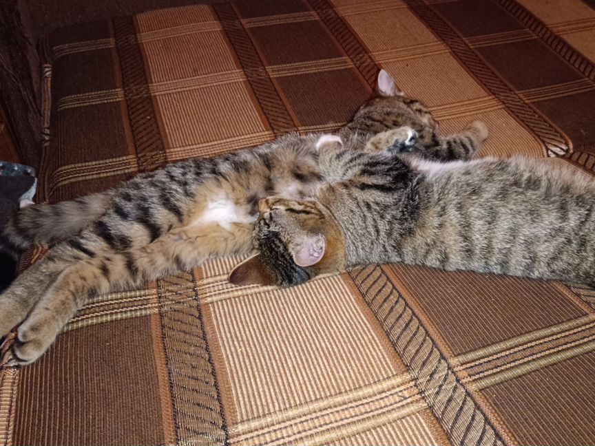 Котята в добрые руки бесплатно