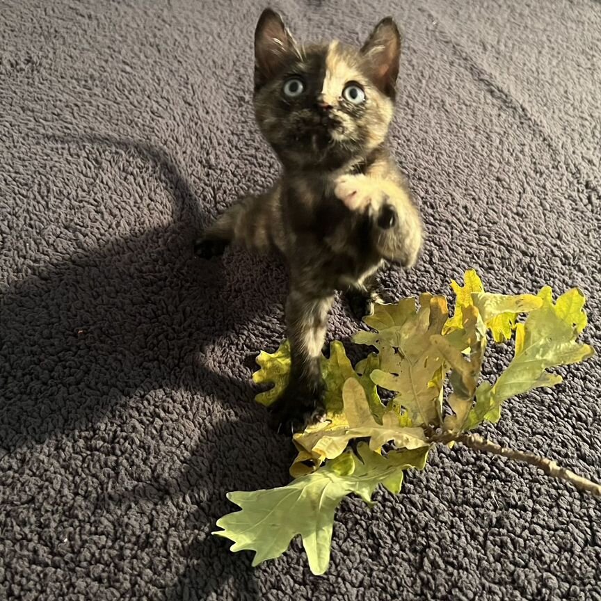 Счастливый котенок