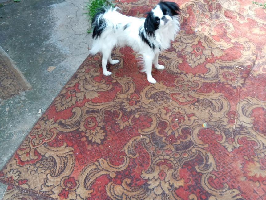 Щенки японский хин