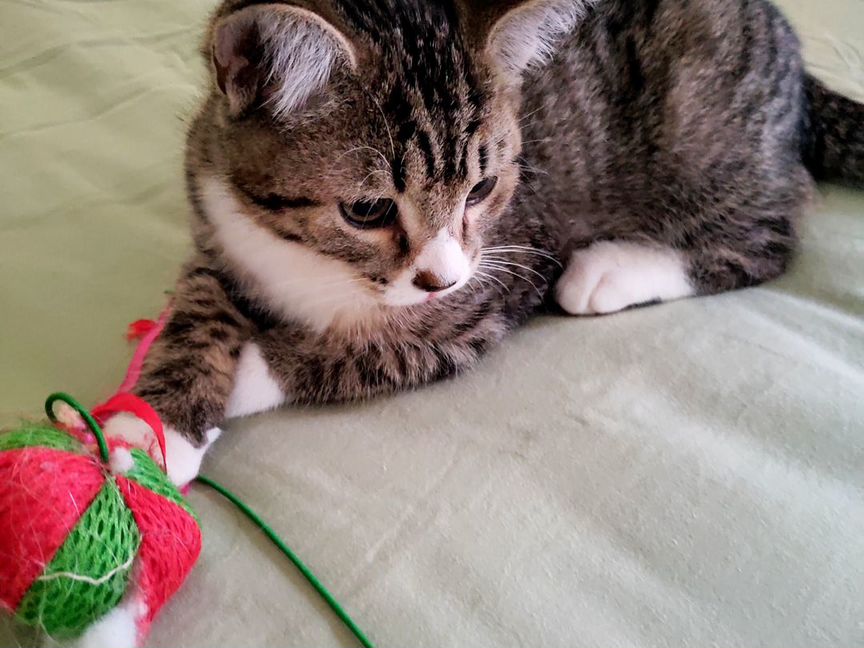 Котёнок в добрые, надёжные руки