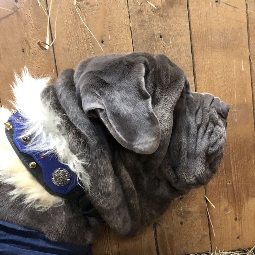 Неаполитанский мастиф для вязки