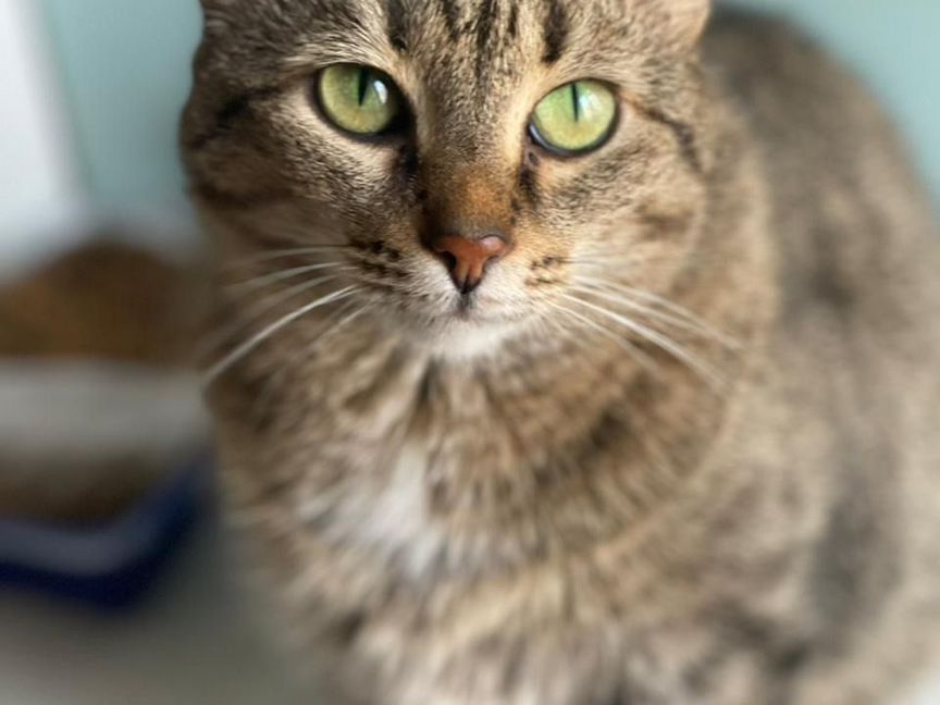 Кошки