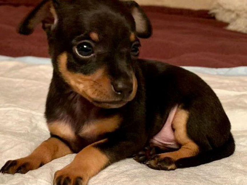 Той-терьер малыши