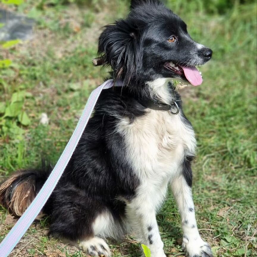 Ася небольшая собачка ищет дом