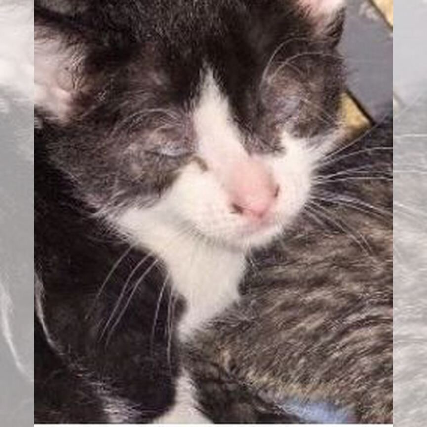 Мэнкс котёнок