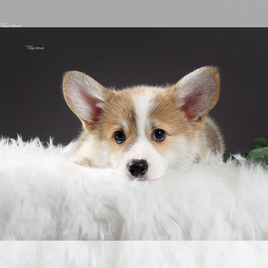 Вельш Корги Пемброк, щенок