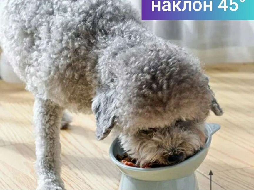 Миска для кошек и собак, животных