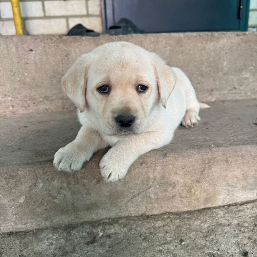 Милые крохи