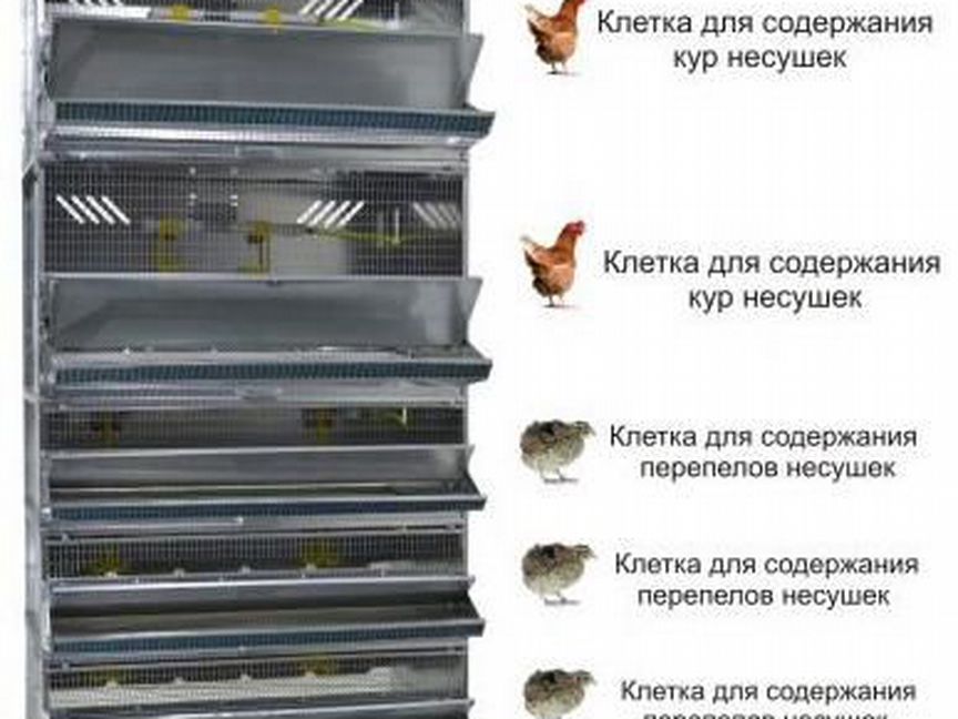 Ферма для выращивания кур и перепелов