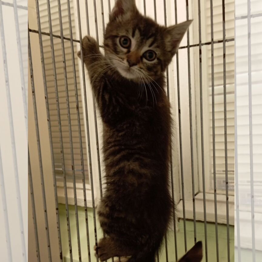 Котенок в добрые и надежные ручки