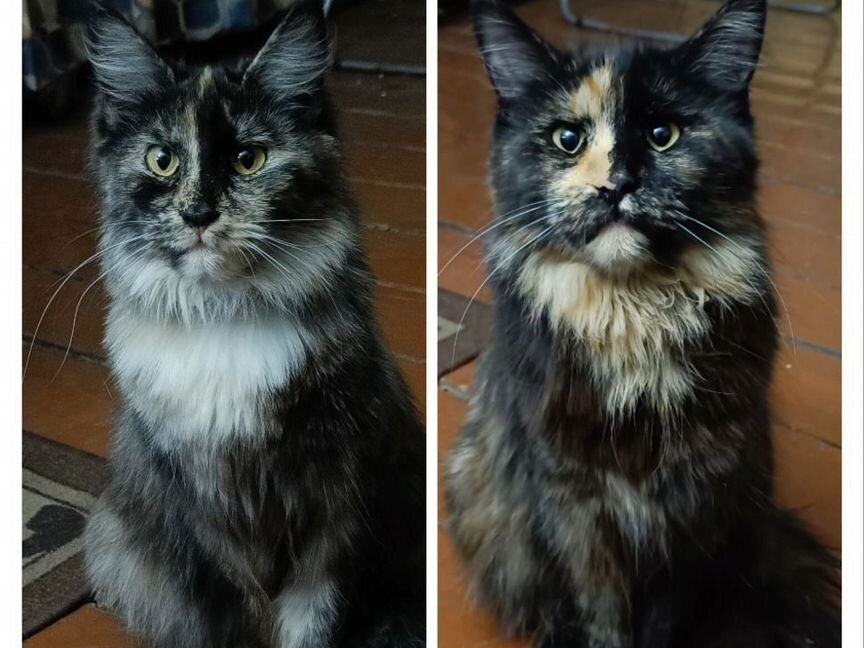 Девочки Мейн-куны