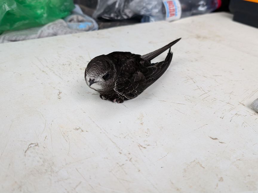 Отдам в добрые руки Чёрного стрижа