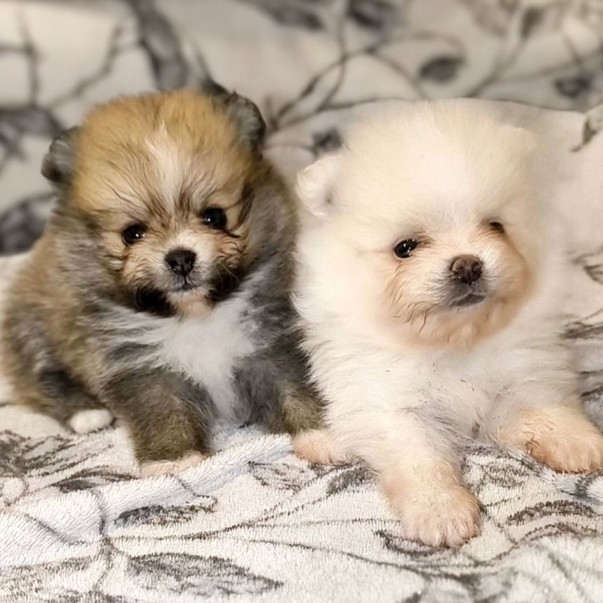 Померанский шпиц, щенок