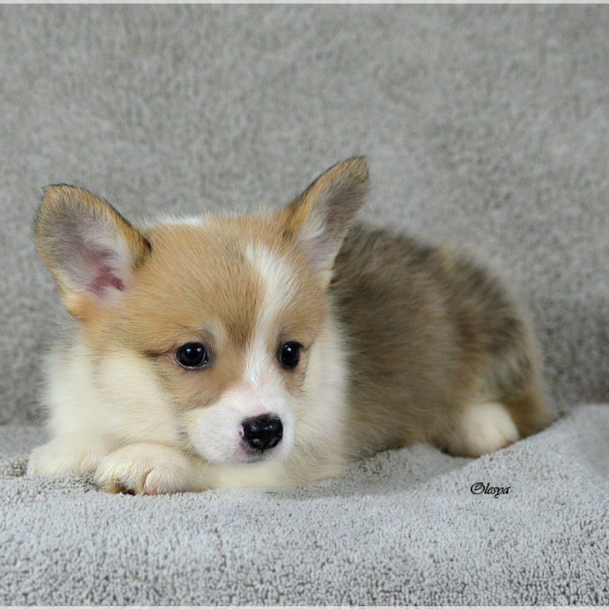 Вельш Корги Пемброк, щенок