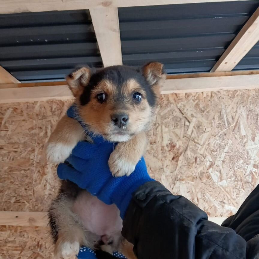 Малыши ищут дом.мелкаши