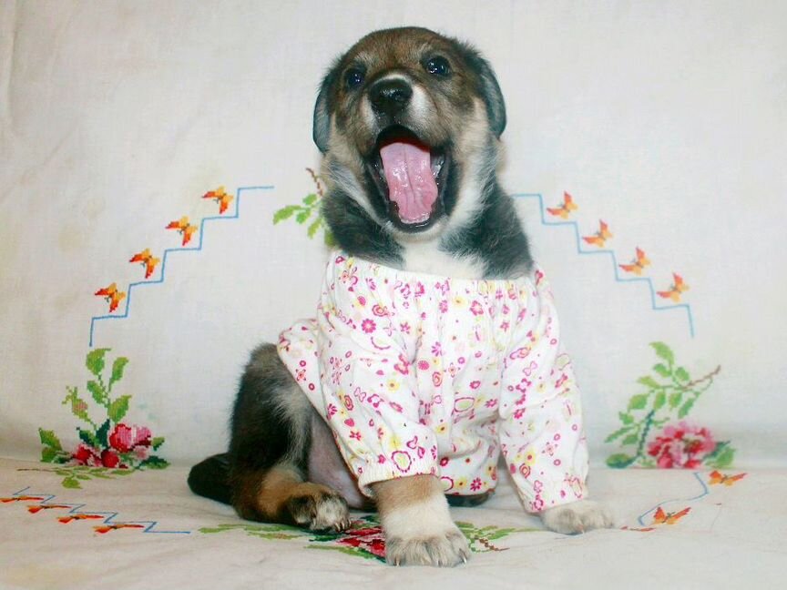 Пушистое счастье для души