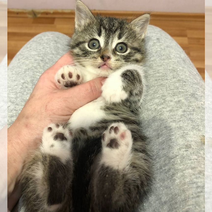 Котёнок в добрые руки
