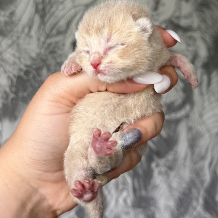 Шотландский прямоухий короткошёрстный котёнок