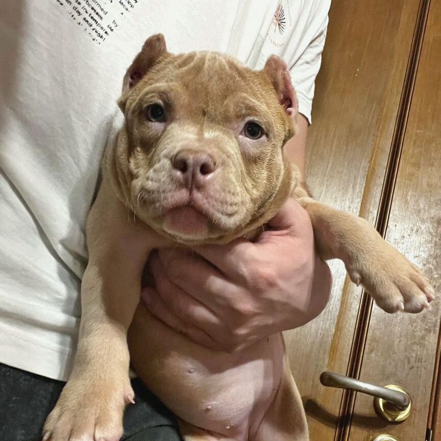 Щенки американского булли