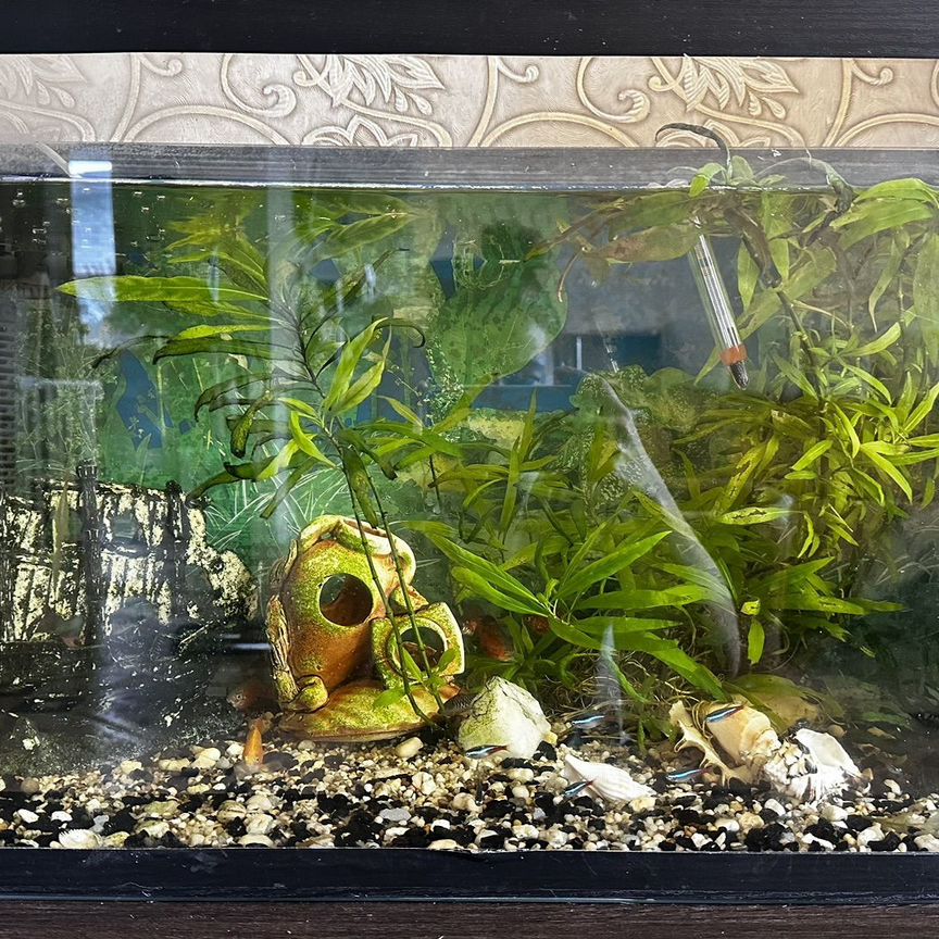 Аквариумные рыбки