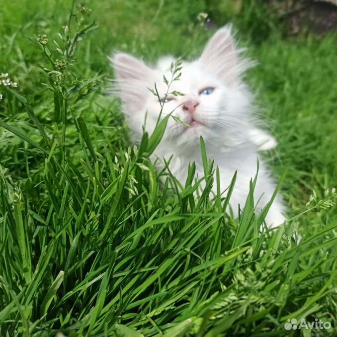 Белочка в добрые руки