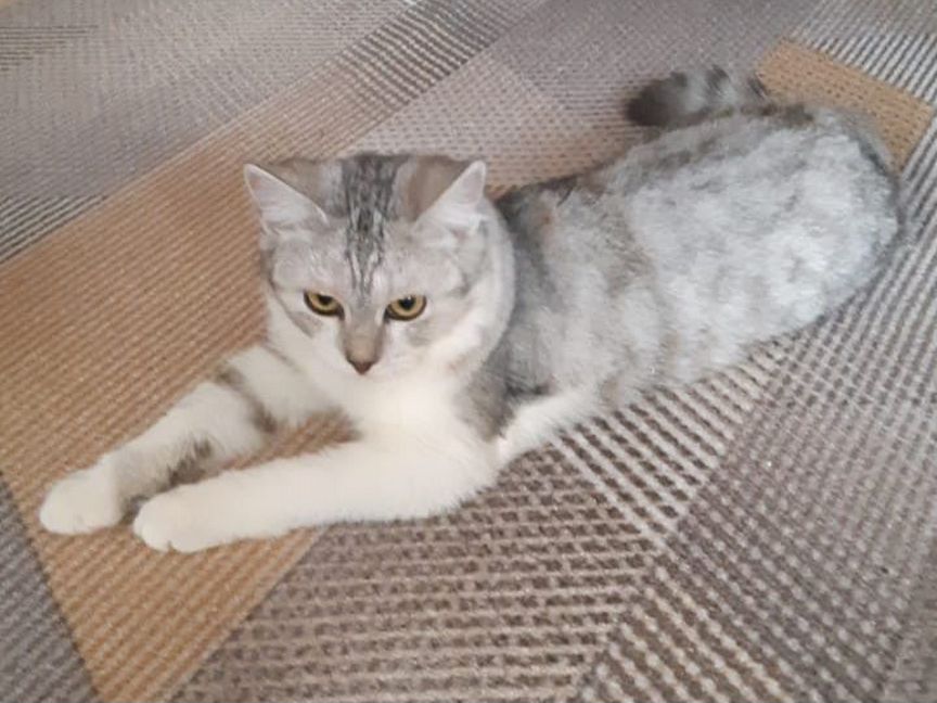 Шотландская