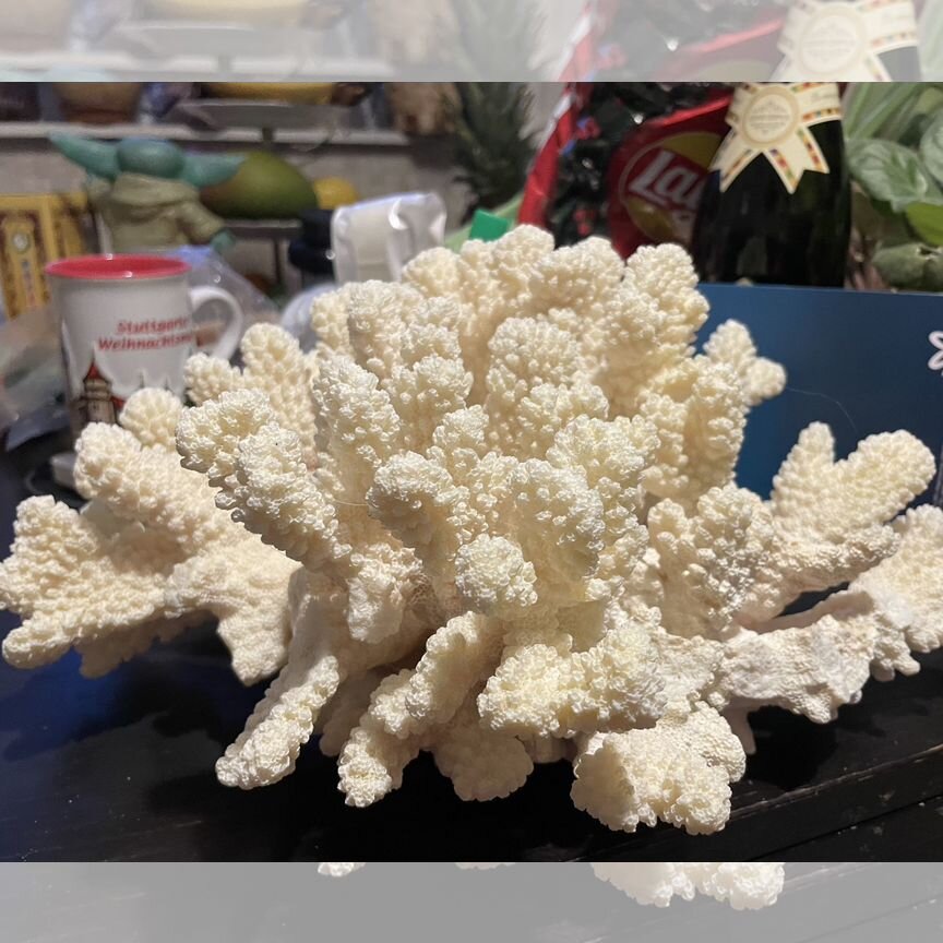 Морские кораллы